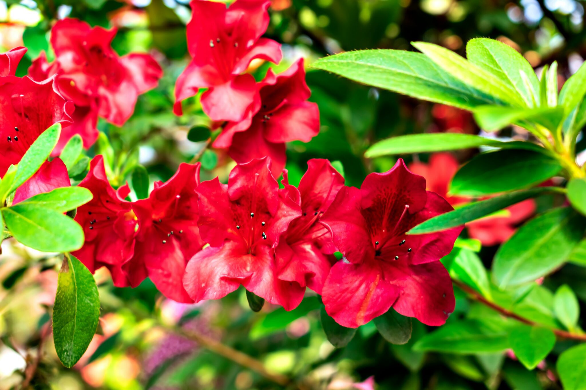 How Much Sun Does an Azalea Plant Need? - My Lively Plants