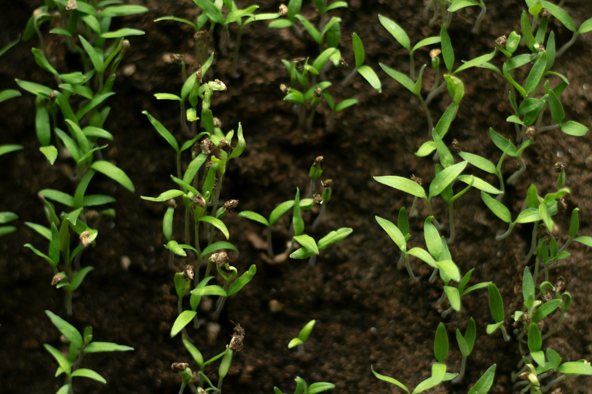 How to start growing bell pepper from seeds - My Lively Plants