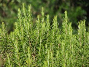 Why Your Rosemary Plant Is Dying & How to Revive It - My Lively Plants